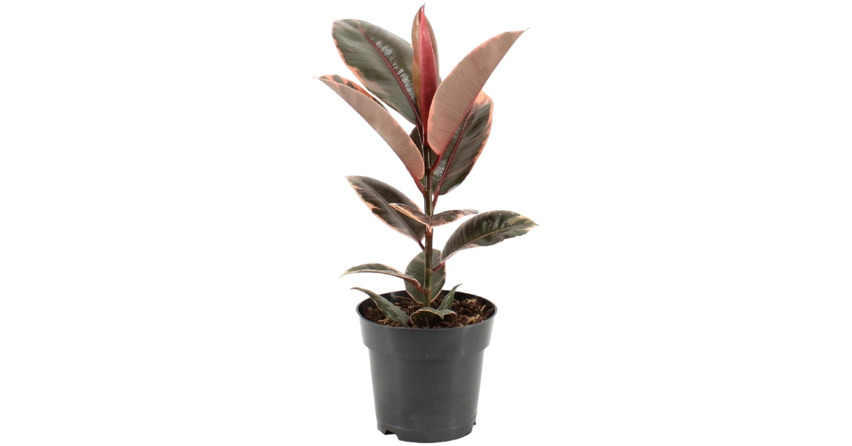 Ficus elastica Belize